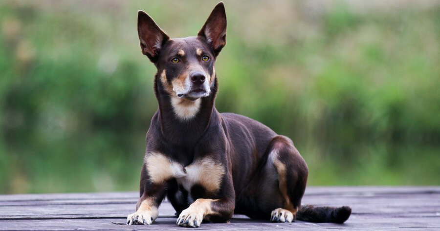 8 razas de perros australianos: fotos y características de todas ellas